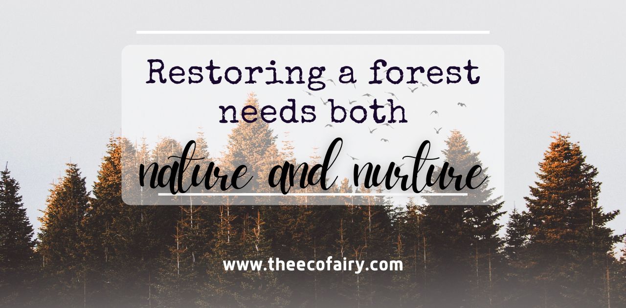 Helping Our Planet by Restoring Forest – The Eco Fairy